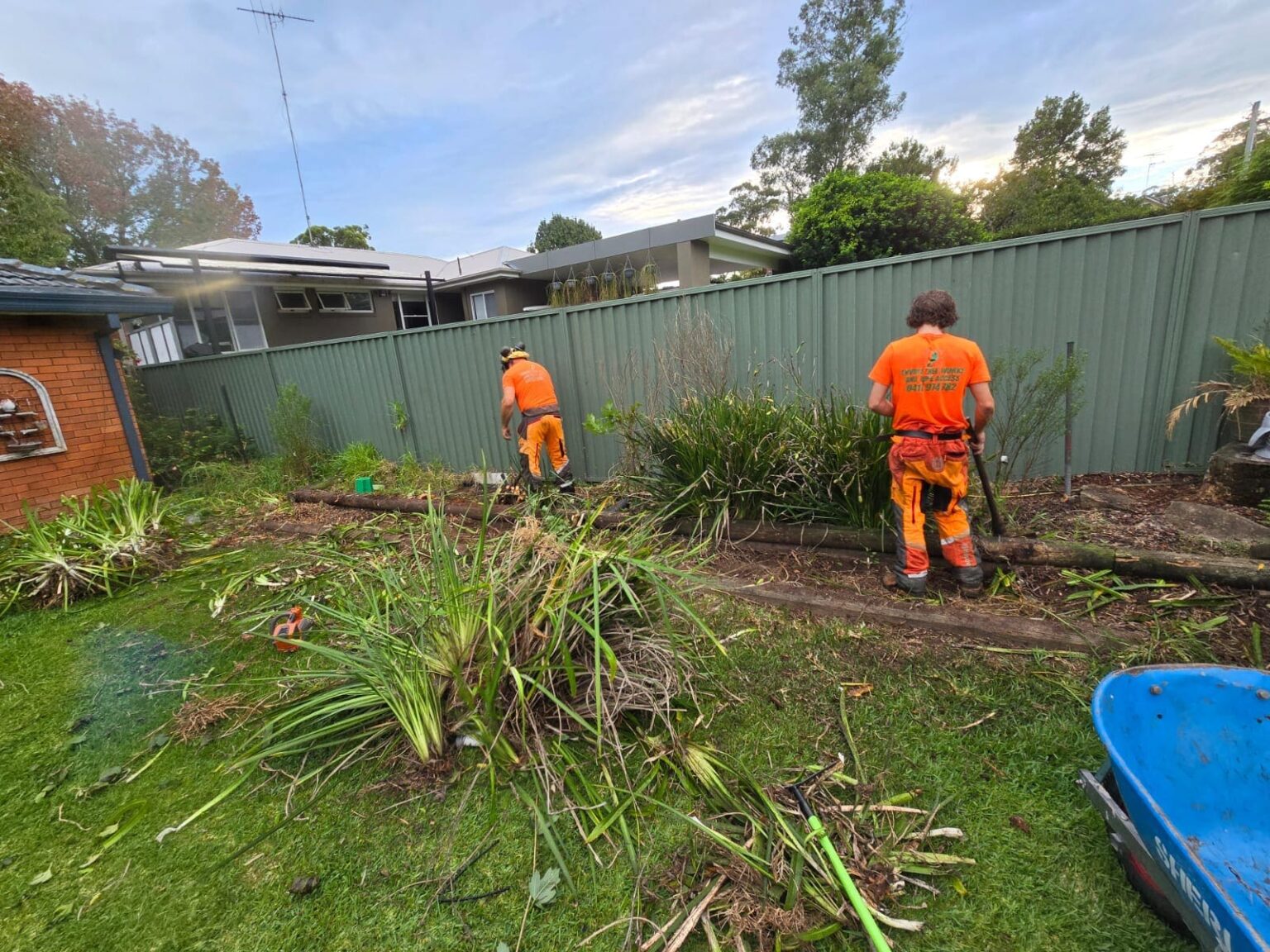 Bamboo & Yucca Removal - ASET Tree Removal ☎️ 0425 455 321